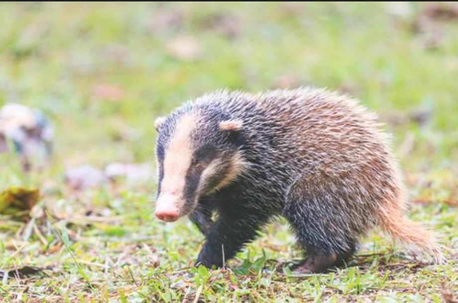 Babi Batang, Hewan Unik Bertubuh Gempal yang Lebih Mirip Musang ...